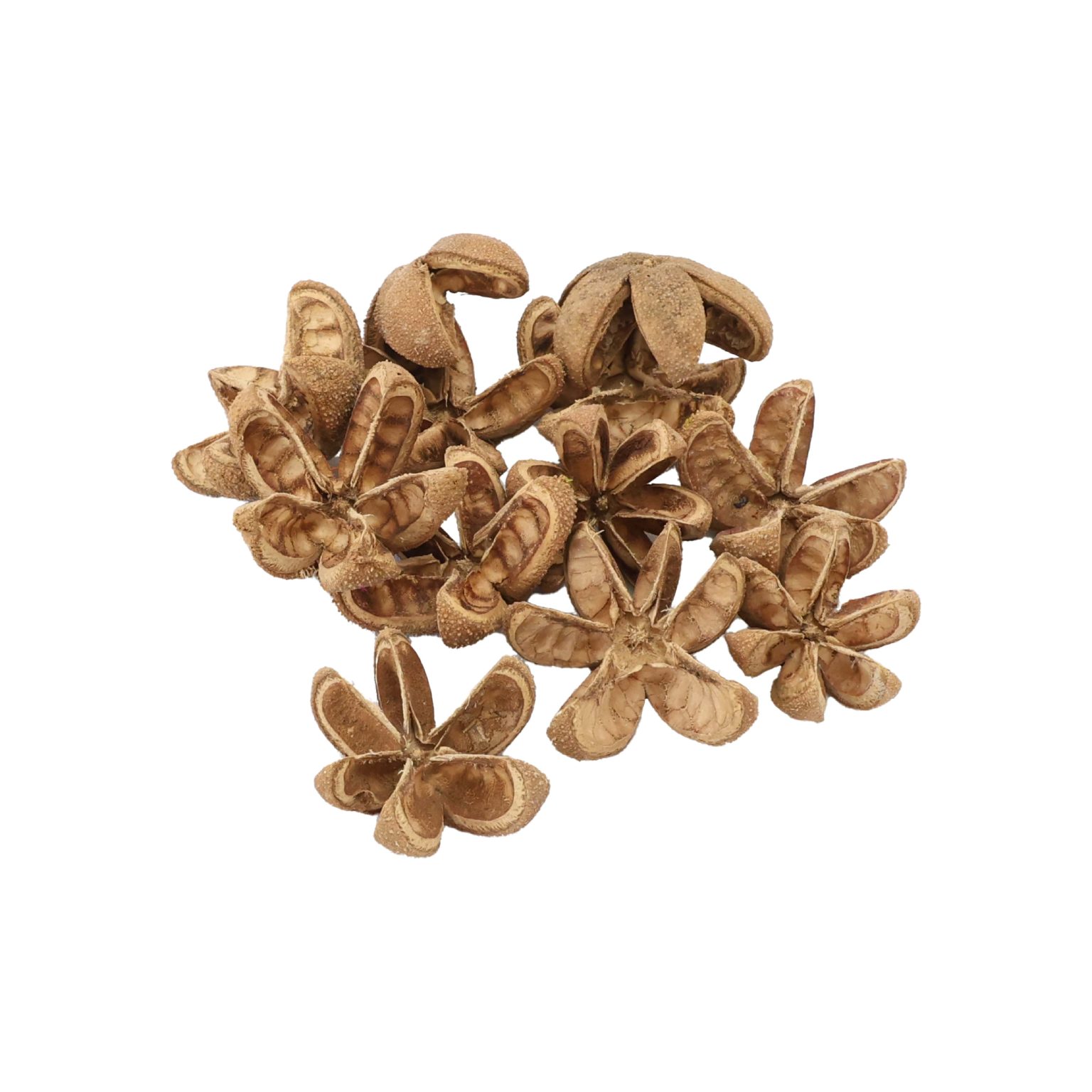 BULLET FLOWER – Global Dried Flowers